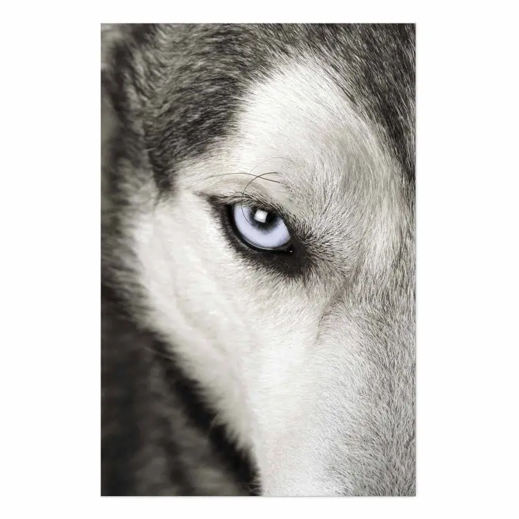 Póster Dog's Look [Poster] para pared - tienda bimago