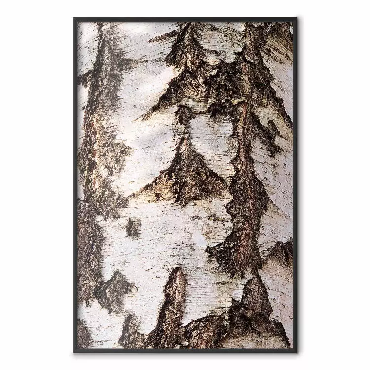 Póster Hermosa estructura - textura de la corteza de abedul en tonos ...