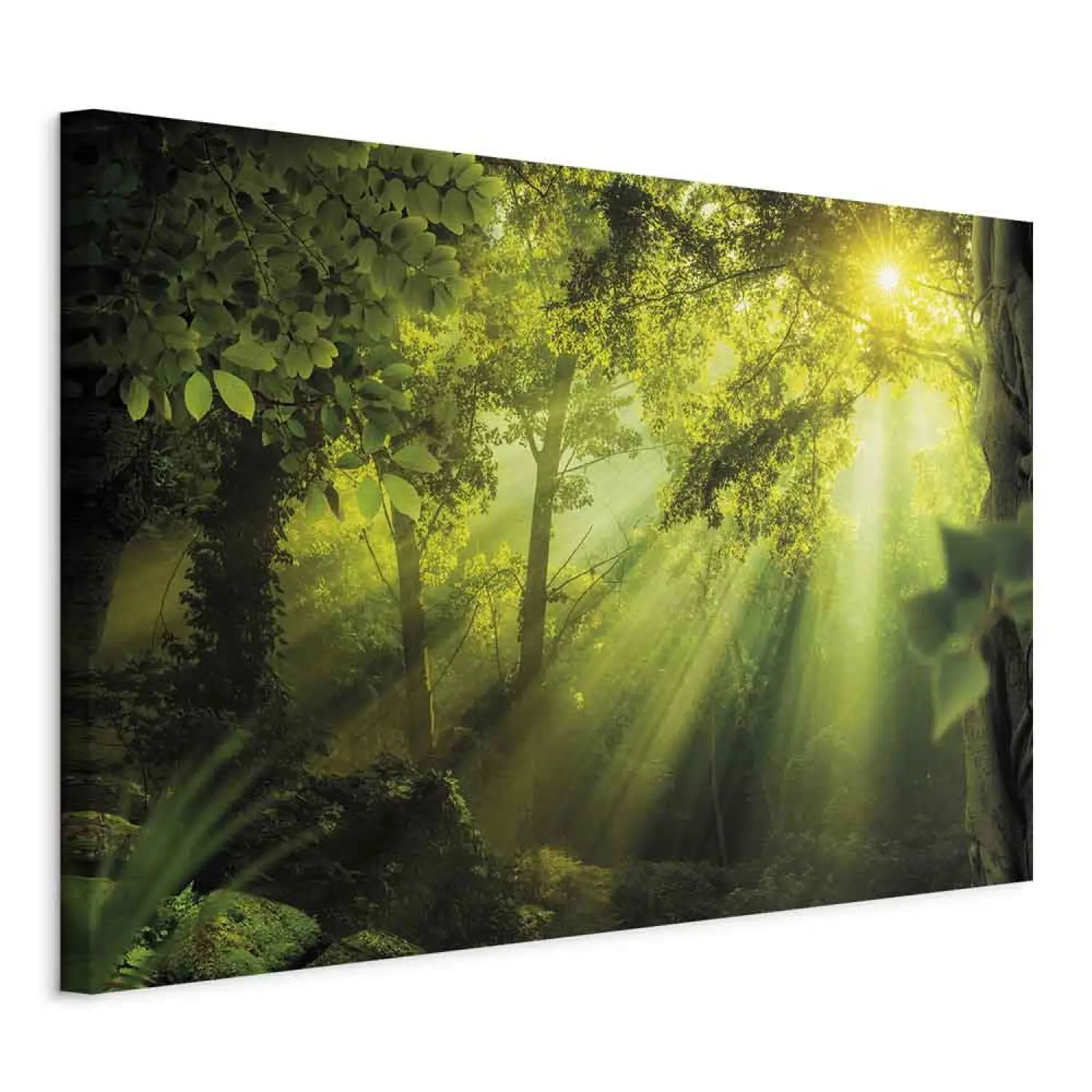 Luz Del Bosque Verde La Luz Del Sol Filtrándose A Través De Los