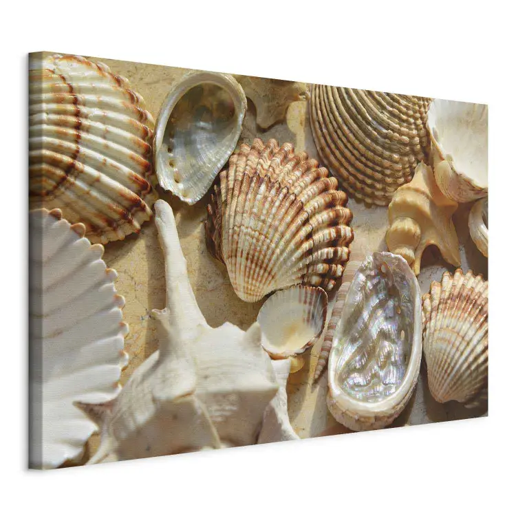 Cuadro Detalles perlados - colección de conchas de diversas texturas y ...